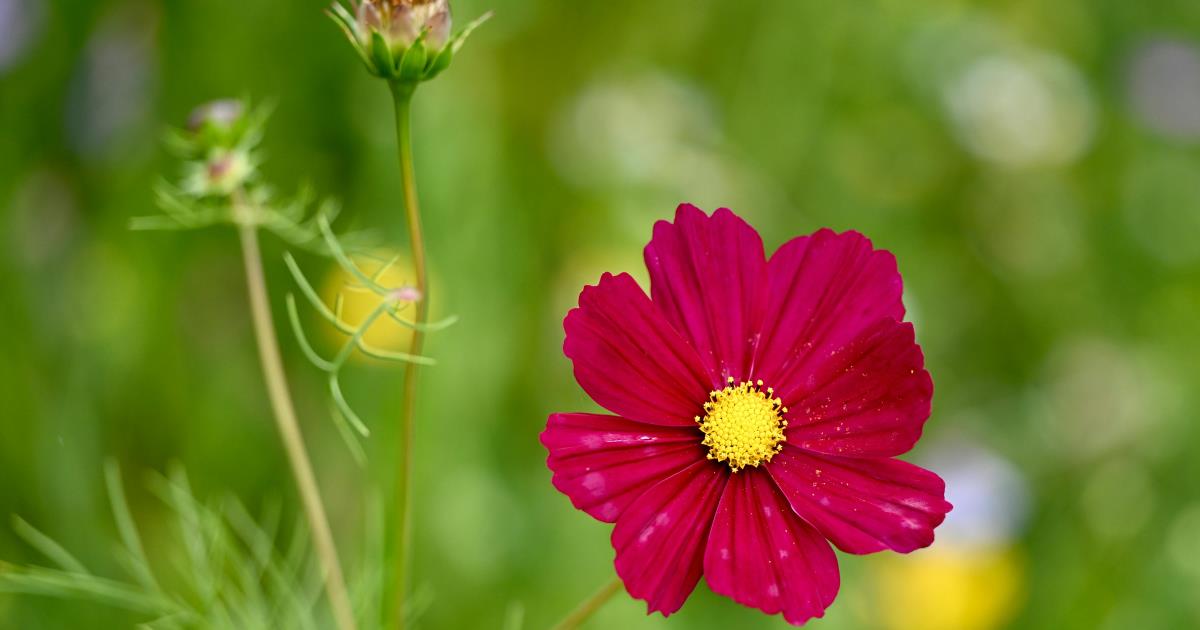 Sortie nature De Béraire au bord de Loire, balade à la découverte des ...